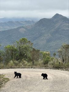 Meet the Spectacled Bear: South America’s Only Bear - Cool Green Science