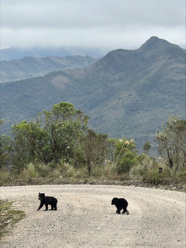 Meet the Spectacled Bear: South America’s Only Bear - Cool Green Science