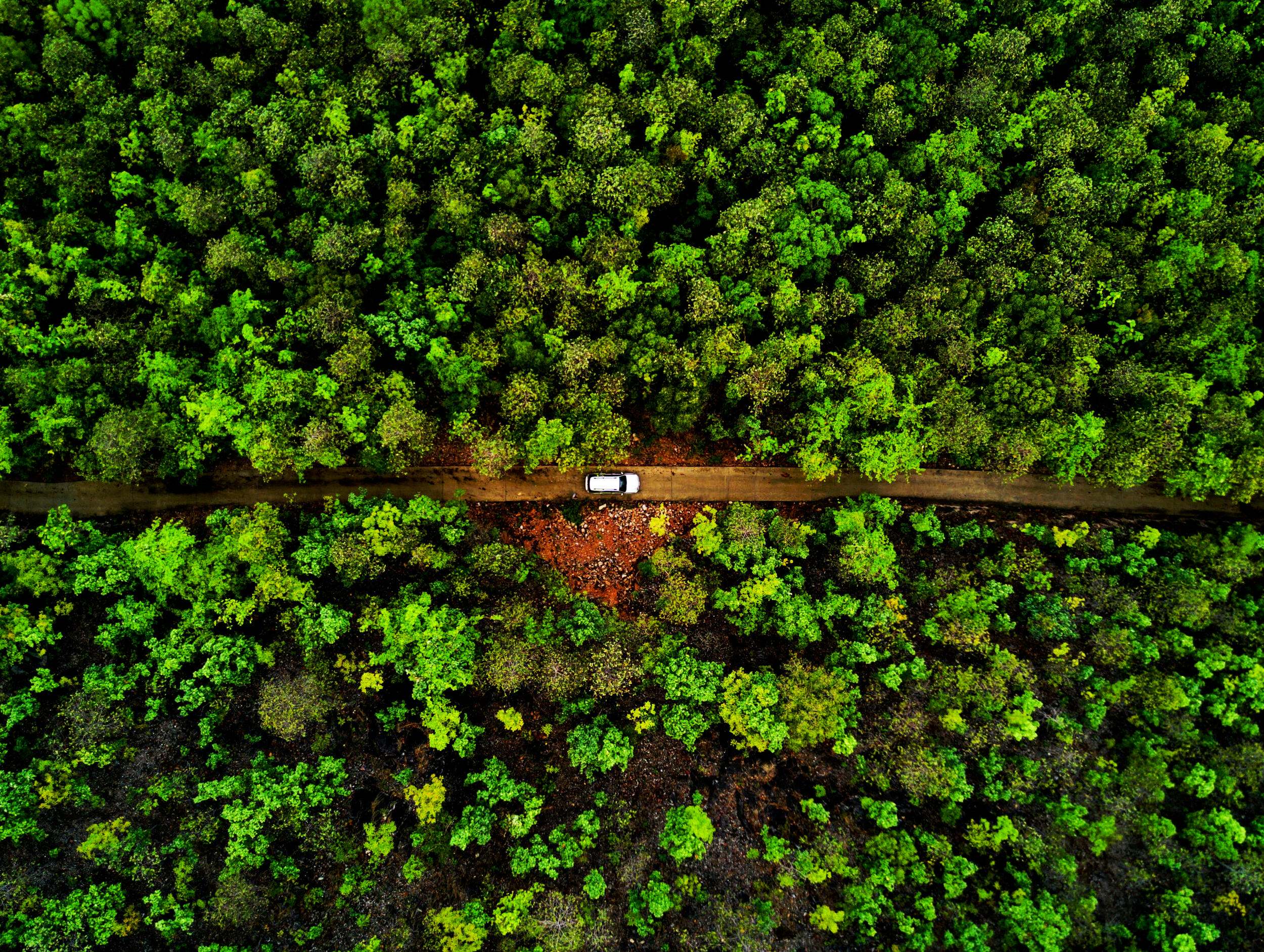 Young Forests Are an Overlooked Climate Solution - Cool Green Science