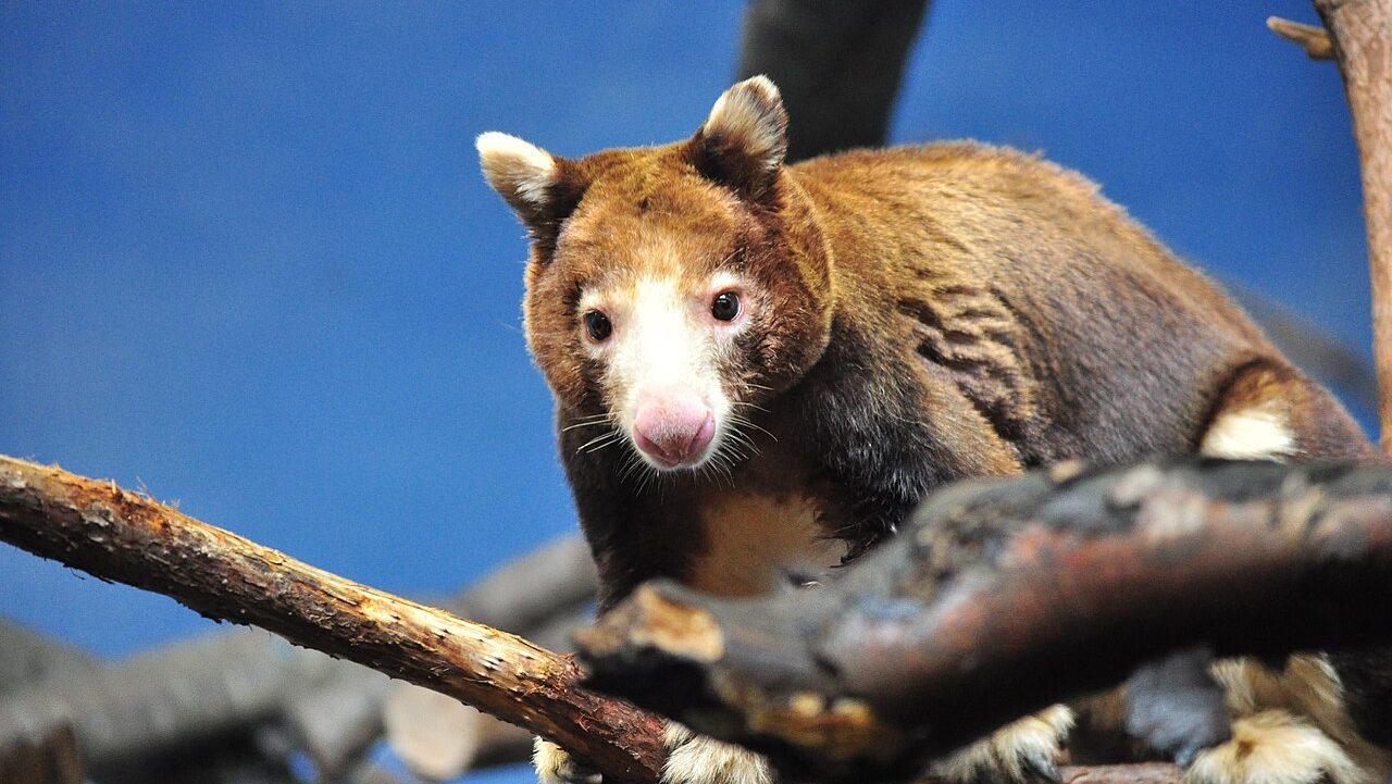 Meet the Kangaroos That Live in Trees - Cool Green Science