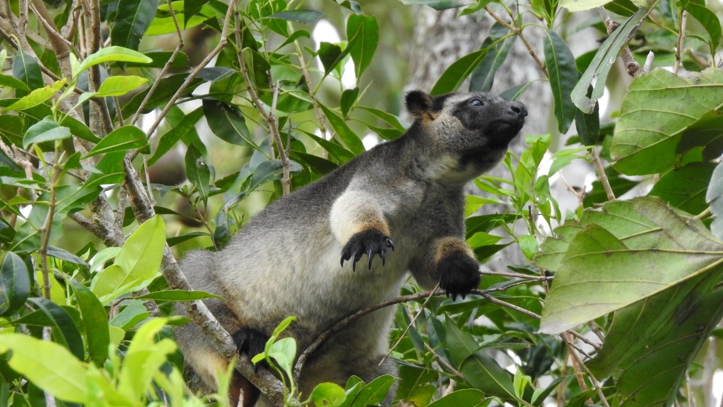 Meet the Kangaroos That Live in Trees - Cool Green Science