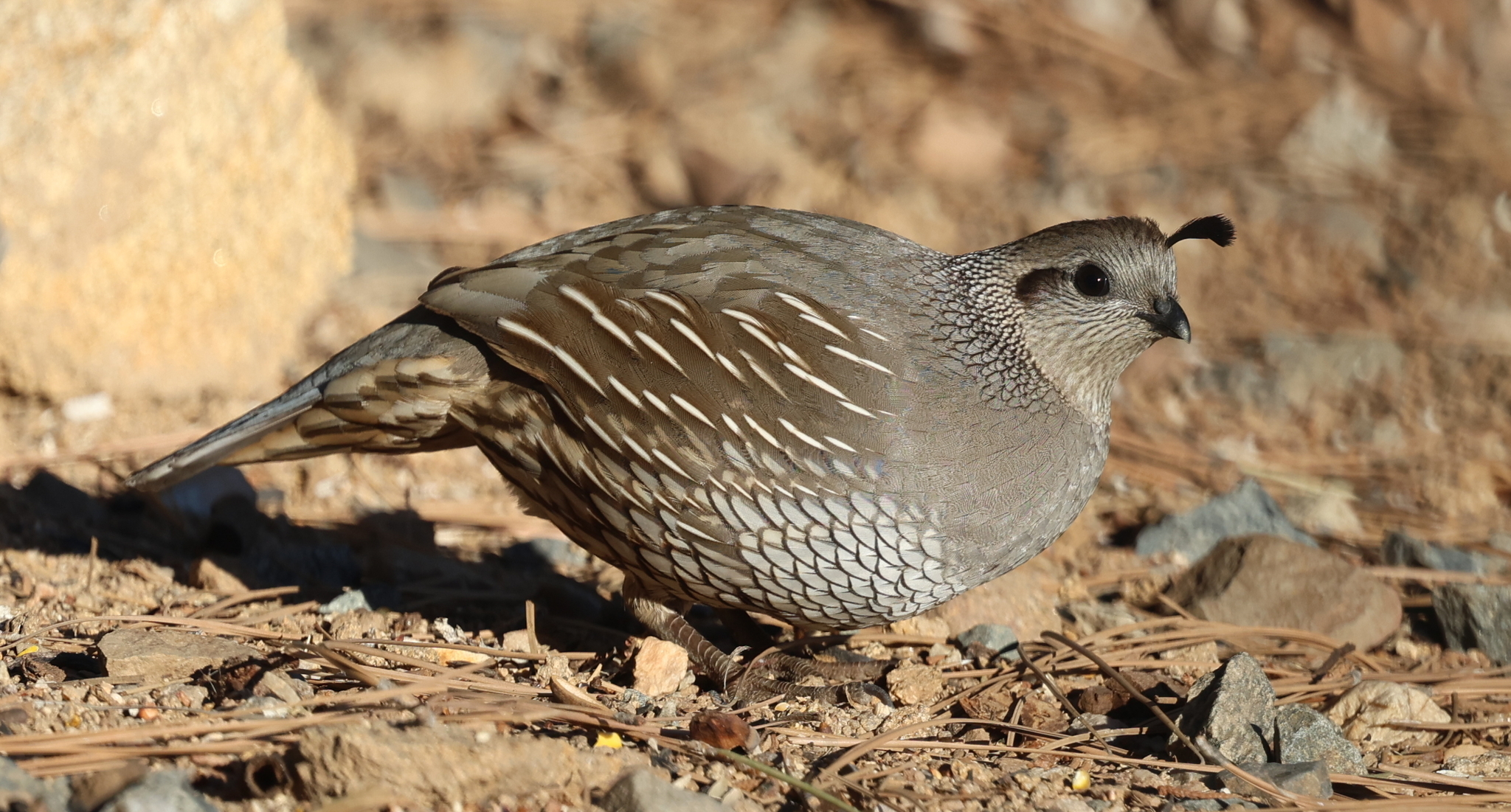 California Quail: Encounters with a Suburban Gamebird - Cool Green Science