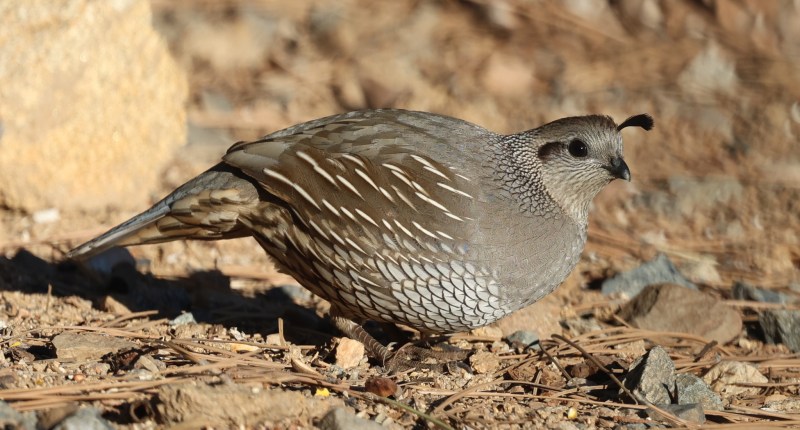 California Quail: Encounters with a Suburban Gamebird - Cool Green Science