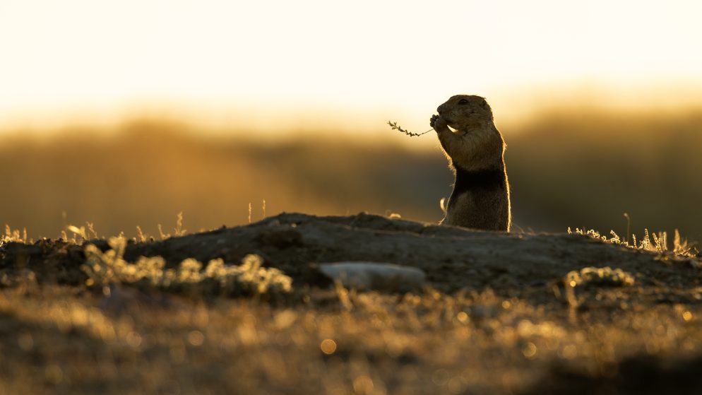 Remote-Controlled Badger Helps Study Prairie Dog Alarm Calls - Cool ...