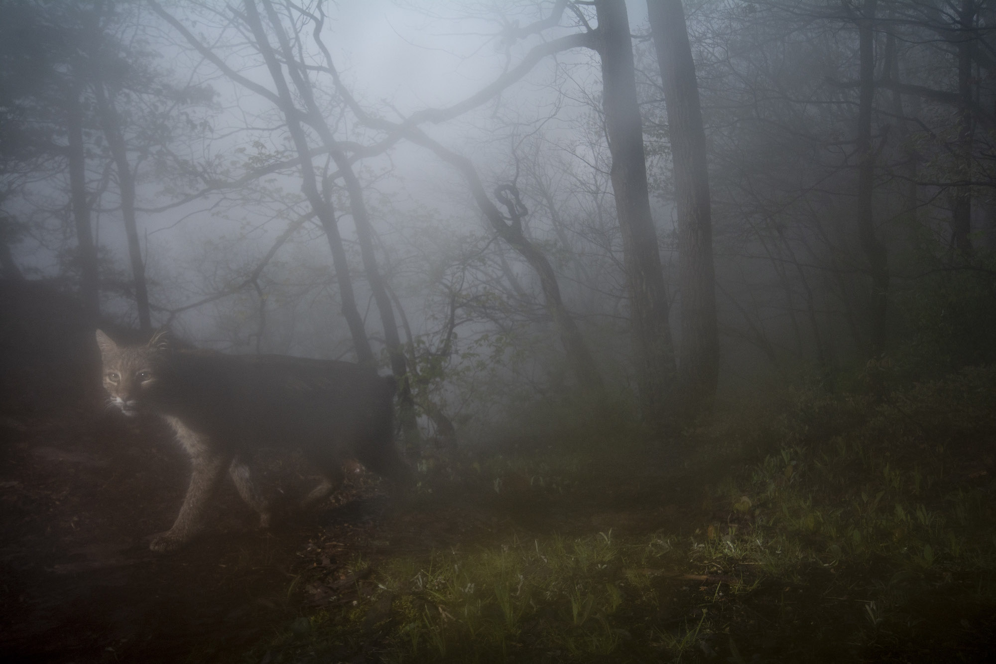 New Jersey Cats Caught on Camera - Cool Green Science