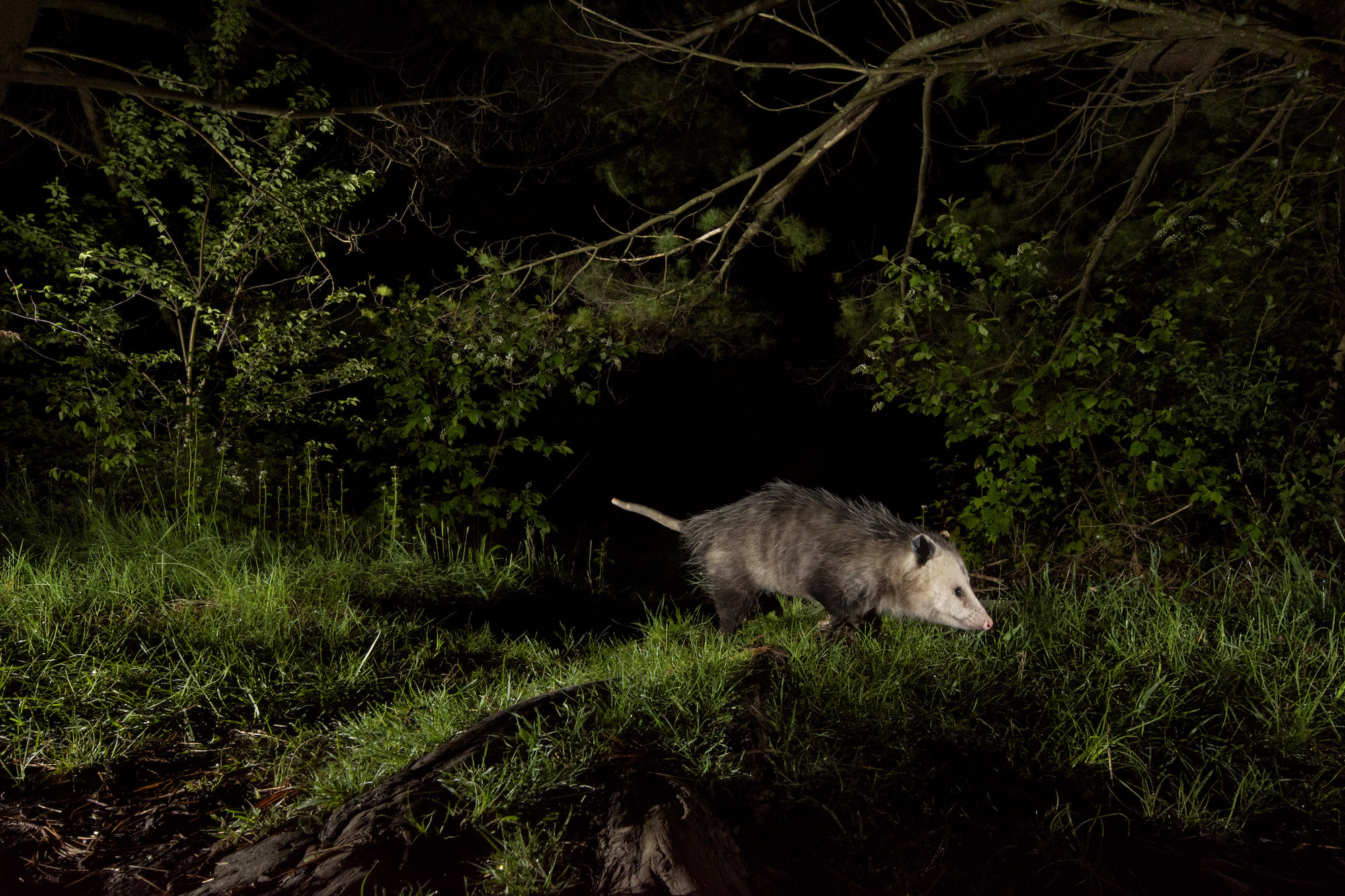 New Jersey Cats Caught on Camera - Cool Green Science