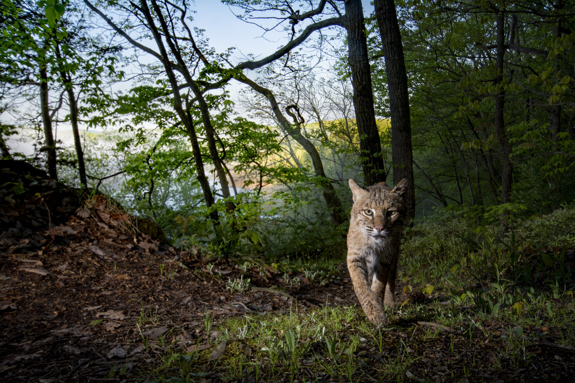 New Jersey Cats Caught on Camera - Cool Green Science