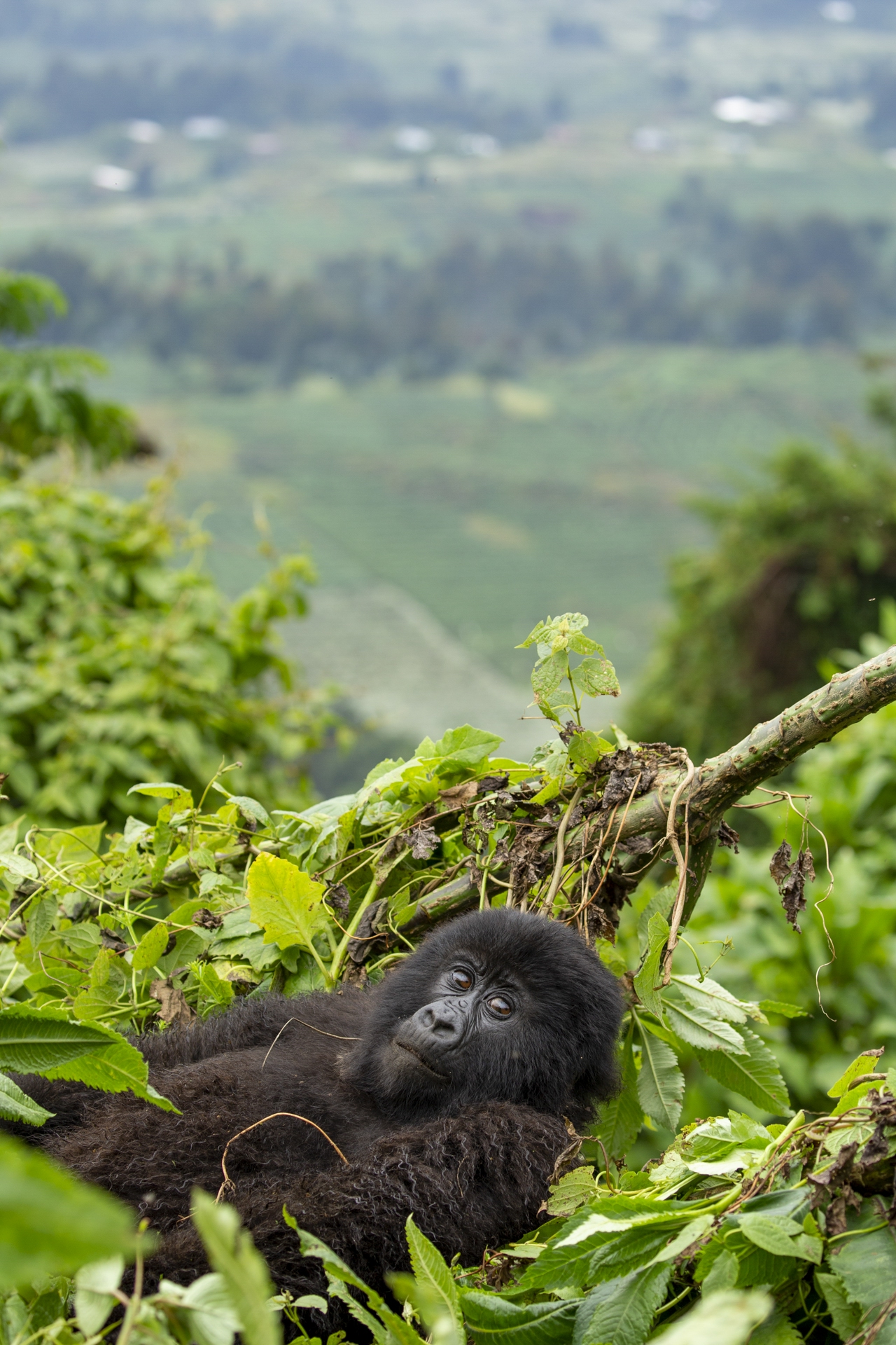 Rwanda’s Mountain Gorillas: Culture & Community Conservation