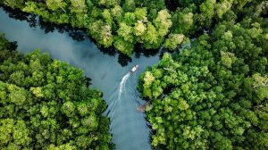 Mangroves: These Climate Defenders Are Critical to Human Health - Cool ...