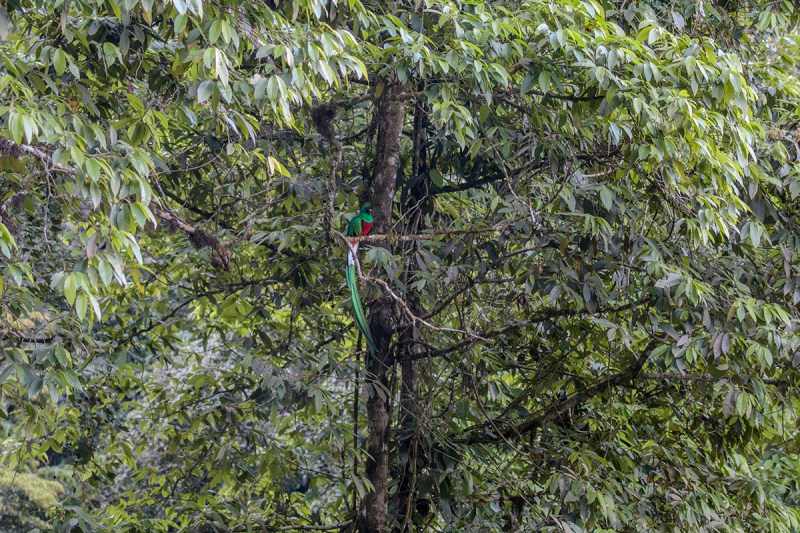 Breakfast with the Resplendent Quetzal - Cool Green Science