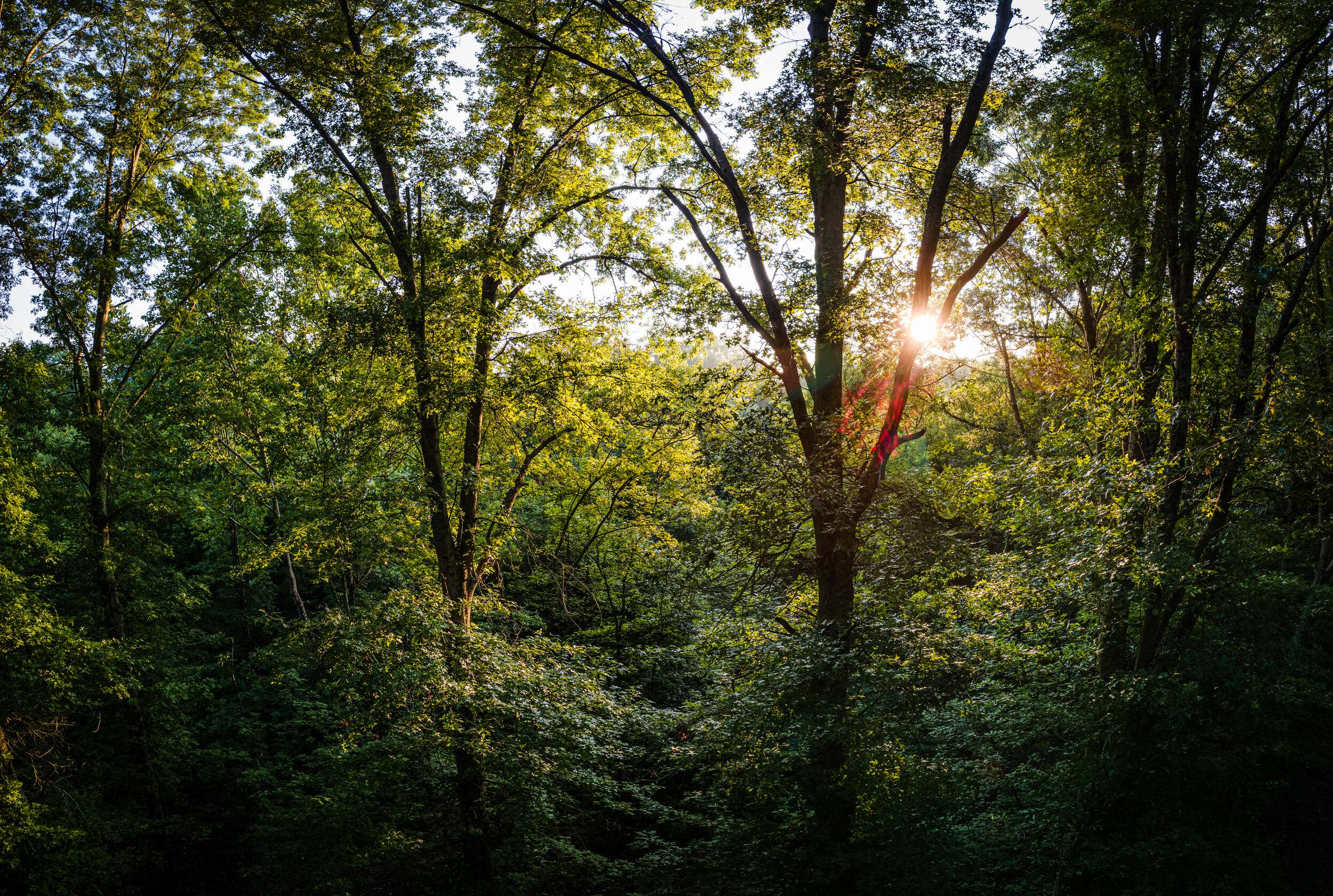 Maximizing Climate Returns: Albedo Accounting for Smarter Carbon ...