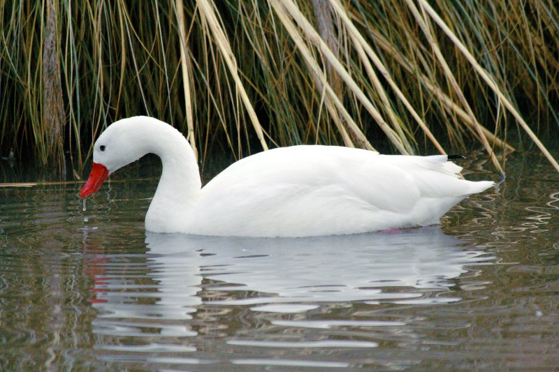 Meet the 7 Swans a-Swimming - Cool Green Science