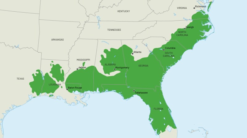 Meet the Gopher Tortoise, Hero of the Longleaf Pinelands - Cool Green ...
