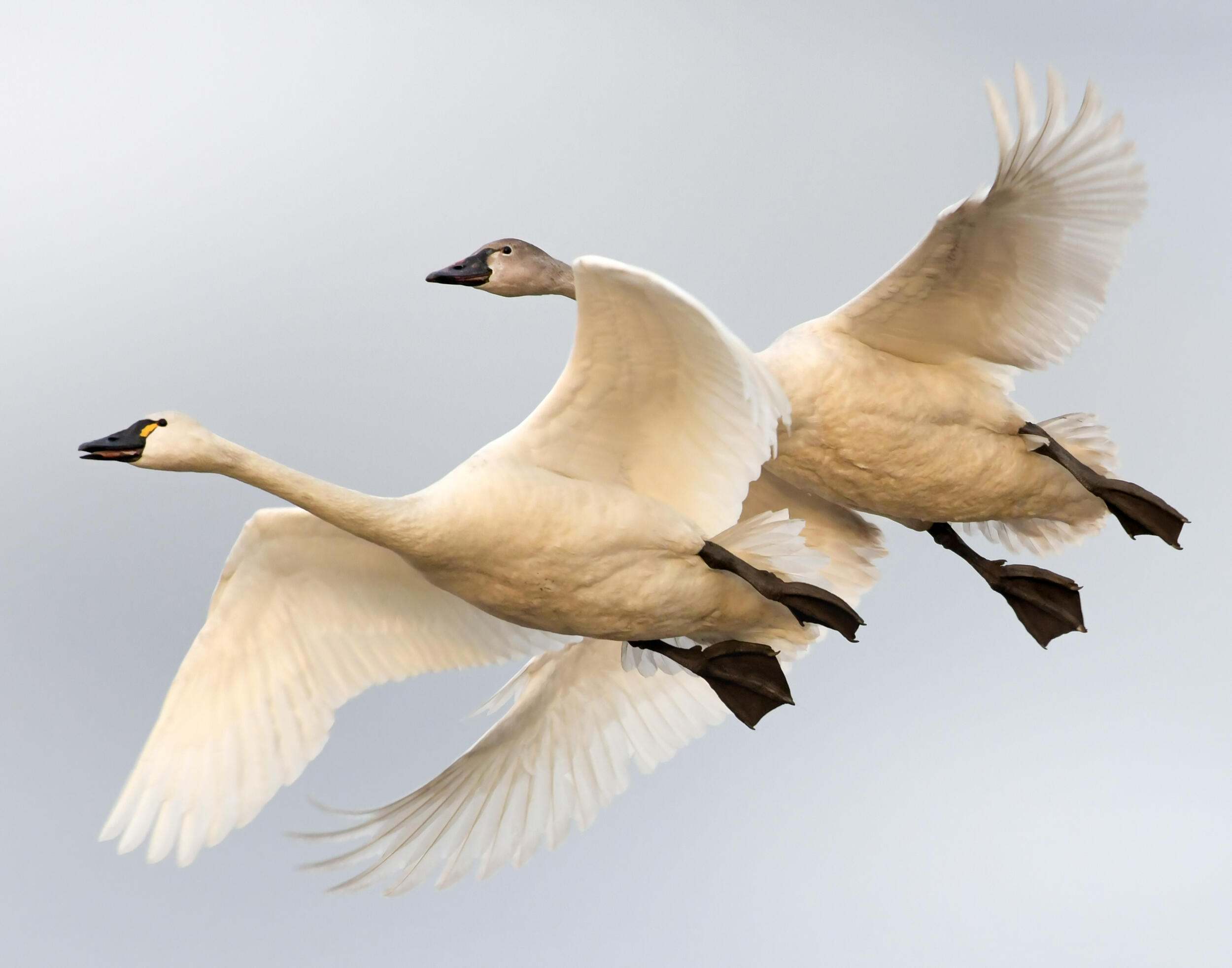 Meet the 7 Swans a-Swimming - Cool Green Science