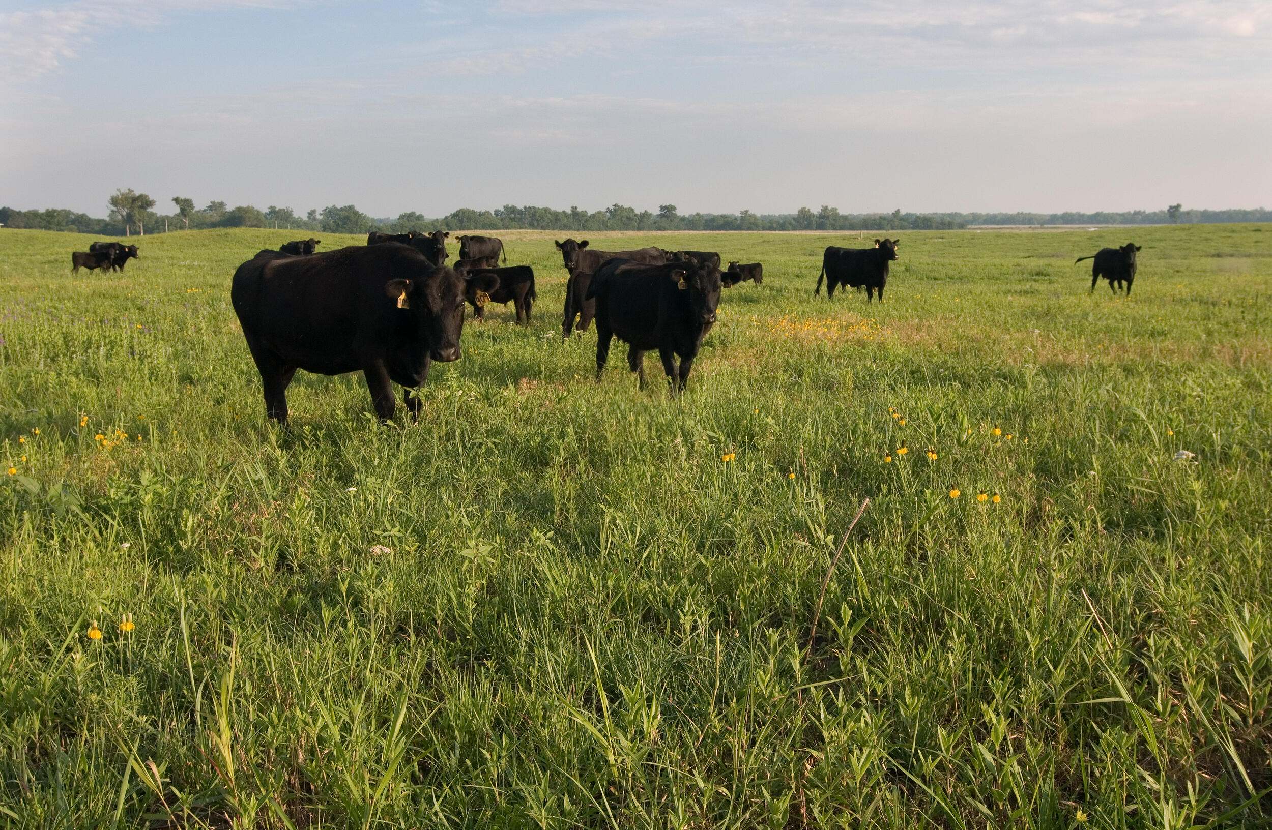 Grazing Lands as Climate Solutions: Key Practices for Carbon and ...