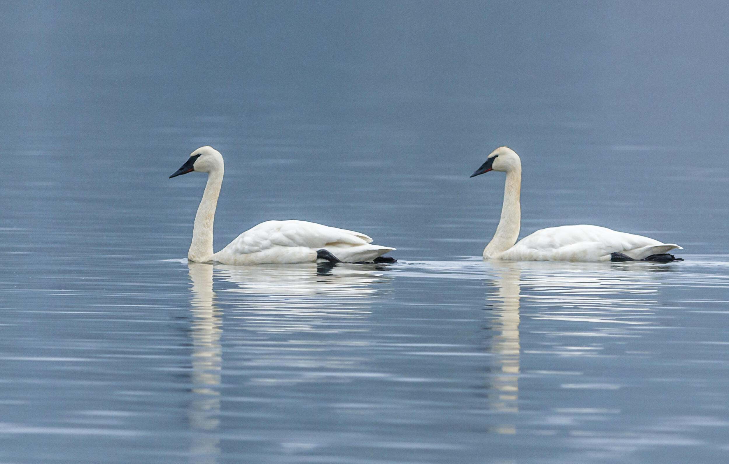 Meet the 7 Swans a-Swimming - Cool Green Science