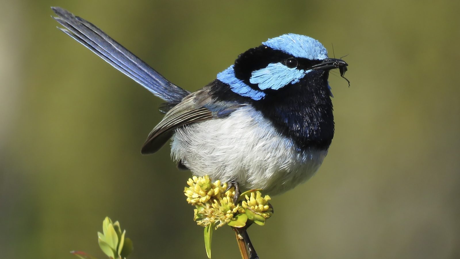 It Takes a Village: What Birds Teach Us About Cooperation and Family ...