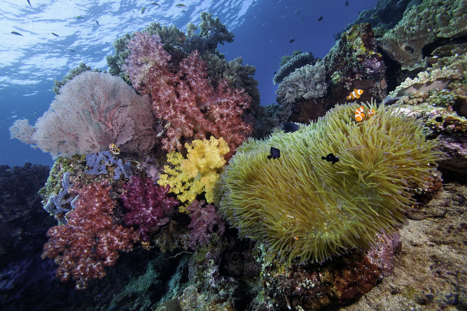 Stress-Testing Corals to Find Raja Ampat’s Most Resilient Reefs - Cool ...