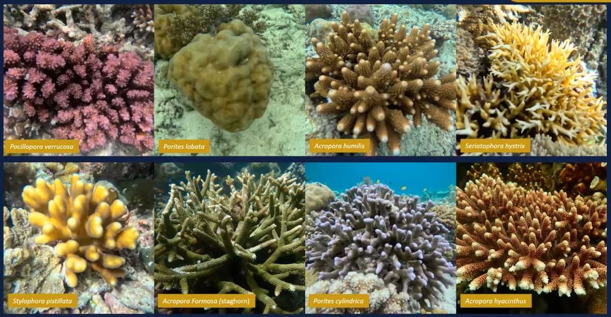 Stress-Testing Corals to Find Raja Ampat’s Most Resilient Reefs - Cool ...