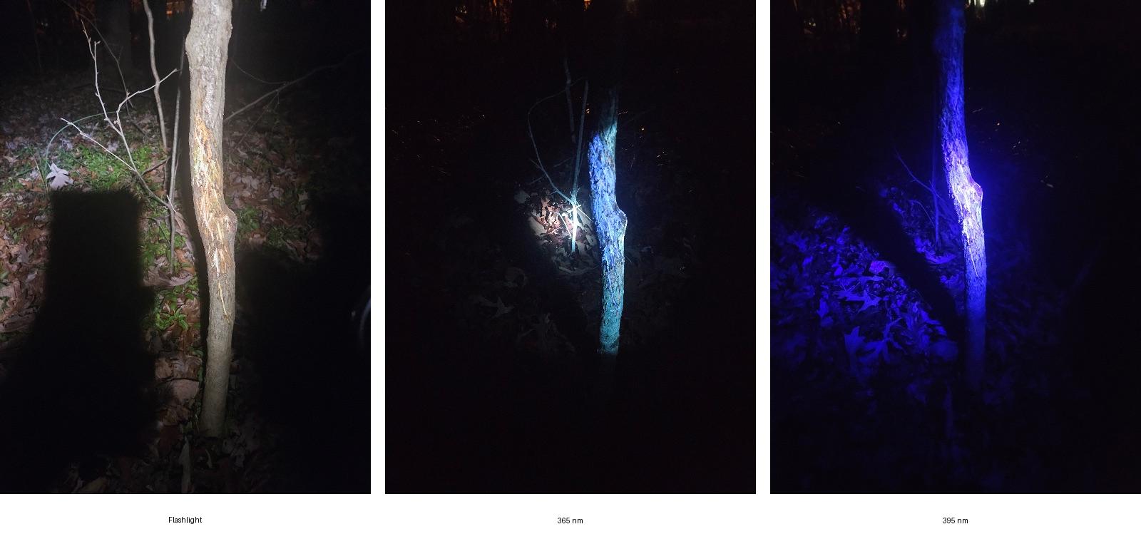 When Deer Marks Glow in the Dark? - Cool Green Science