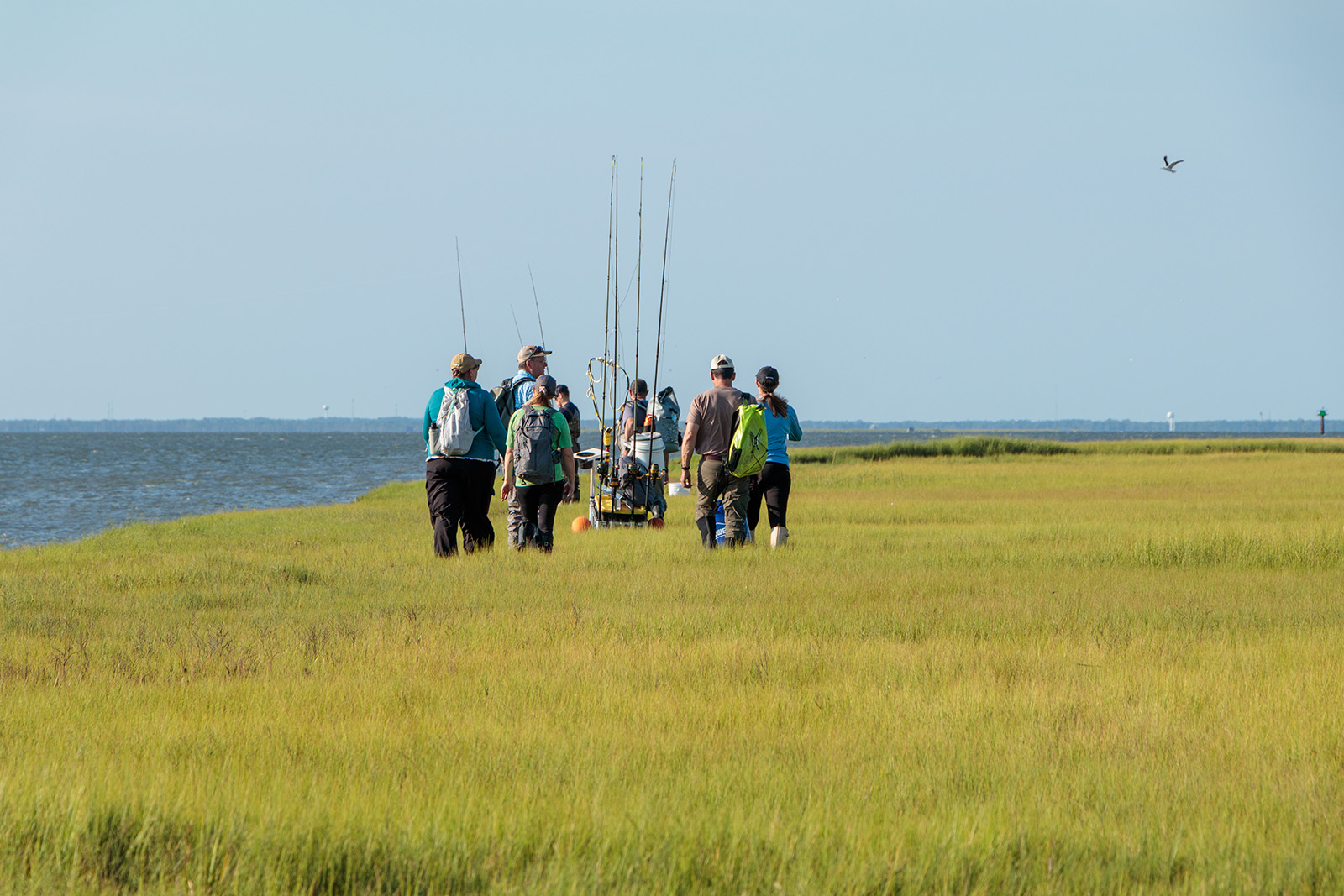Seeing the Salt Marsh for the Sharks - Cool Green Science