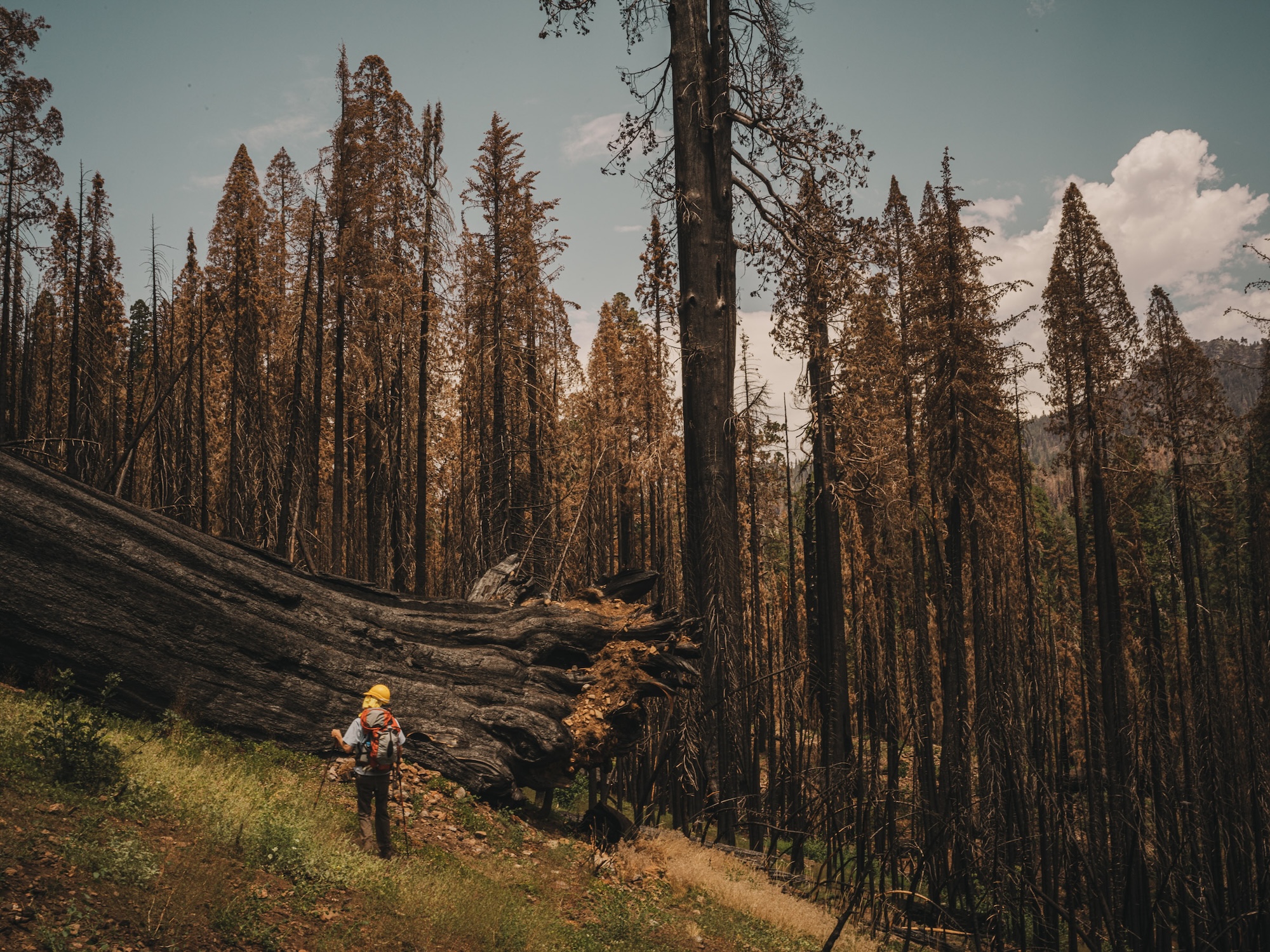 Reading the Tree Rings - Cool Green Science