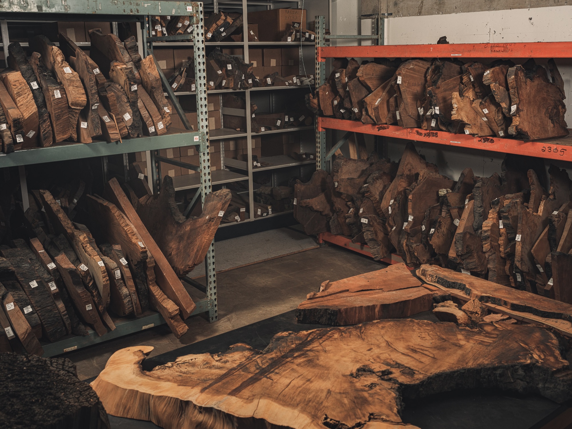 Reading the Tree Rings - Cool Green Science