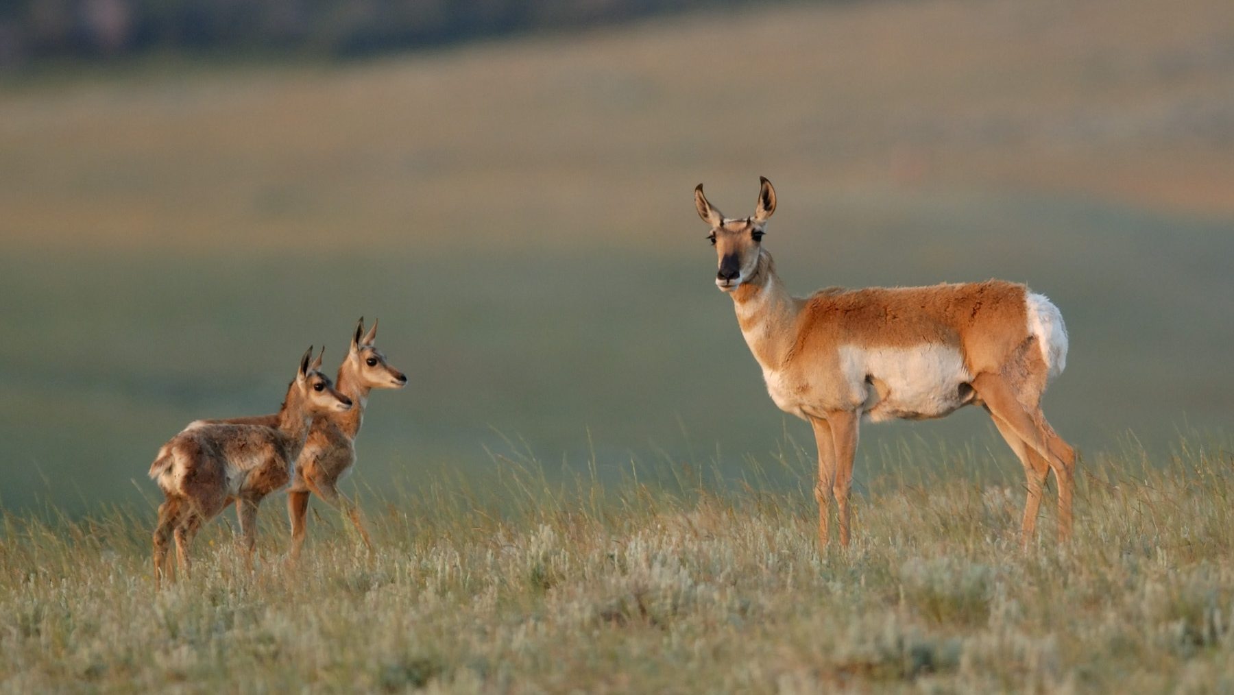 Cool Facts About the Pronghorn and Its Migration - Cool Green Science