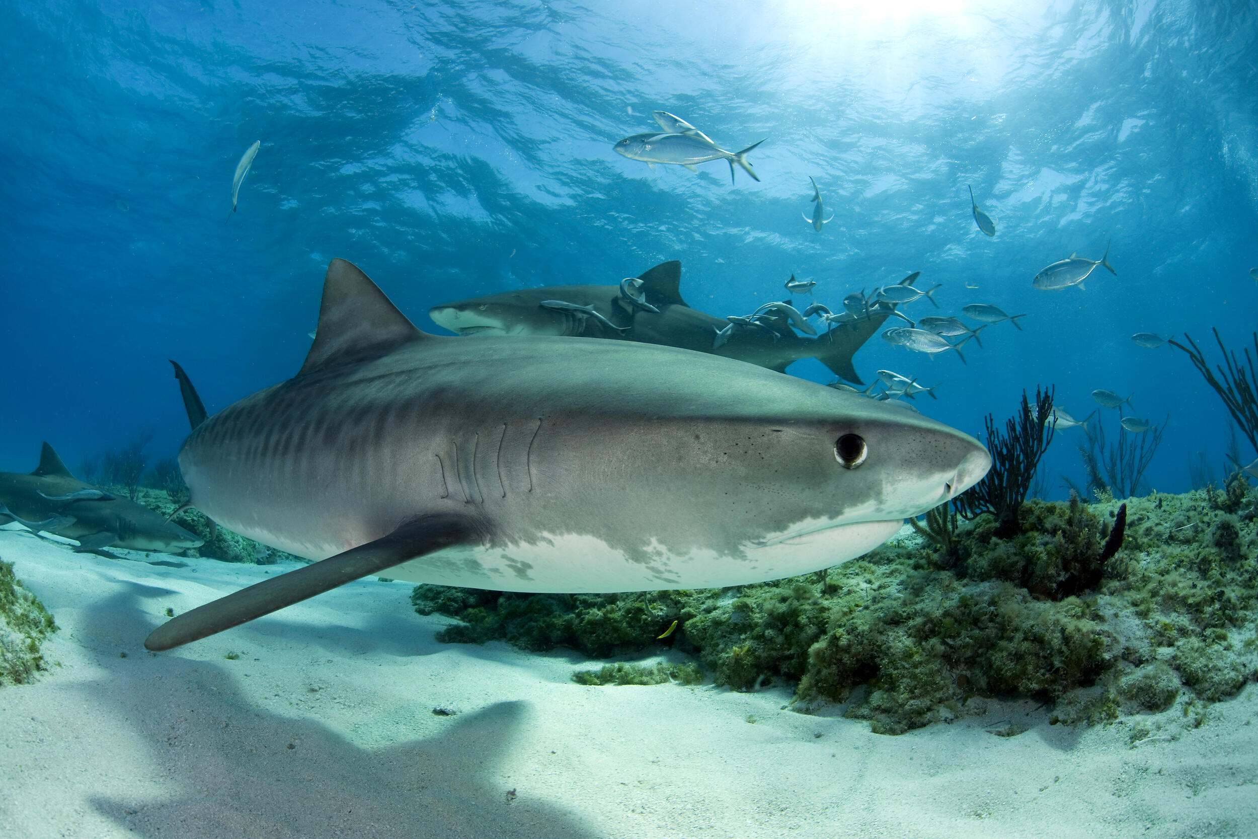 What the Tiger Shark Ate (and Why it Matters) - Cool Green Science